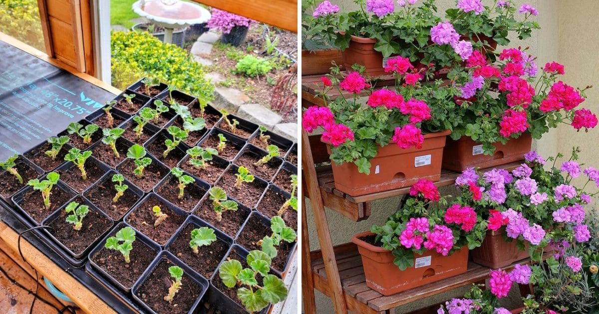 How to Propagate Geranium With 100% Success