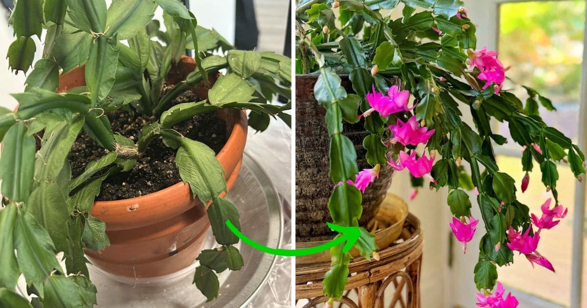 Shriveled Christmas Cactus Leaves? Here’s What’s Going On and How to Fix It