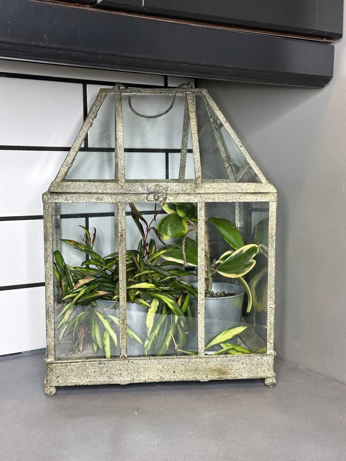 8 Smart Ways to Keep Cats Out of Your Houseplants