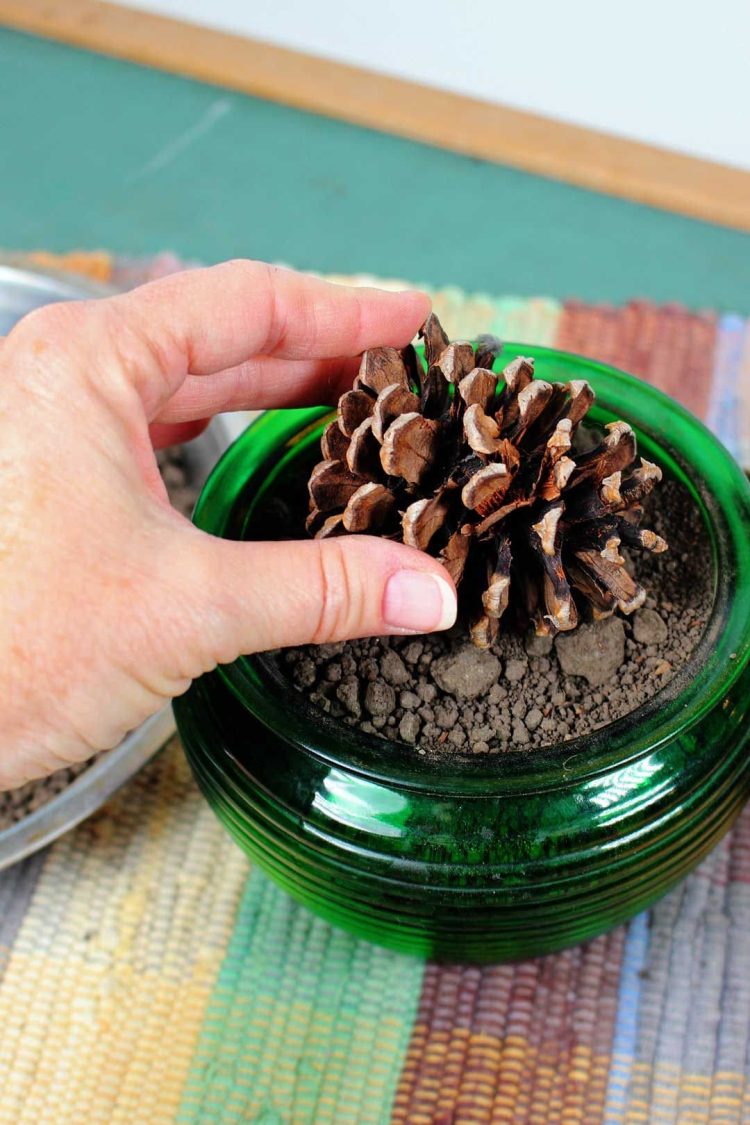 How to Grow a Tiny Pine Tree from a Pine Cone