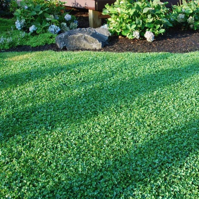 The Complete Guide to Clover Lawns: Benefits, Care, and How to Plant One