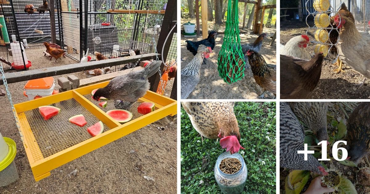 20+ Homemade Chicken Treat Ideas for a Happy, Healthy Coop