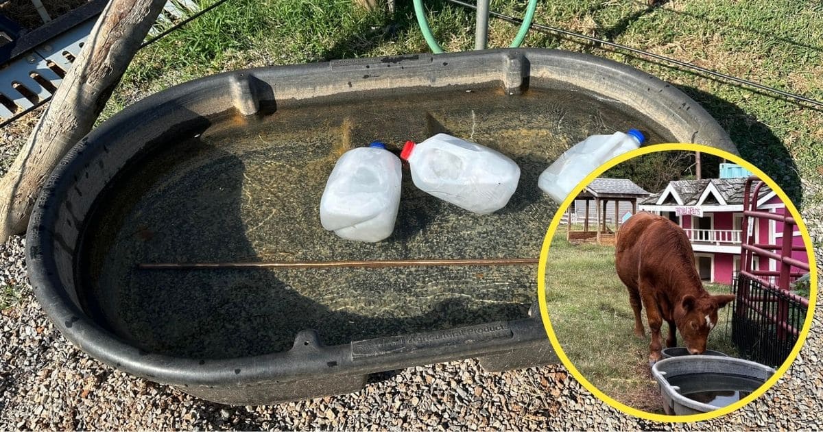 How to Keep Your Troughs from Freezing Without Electricity