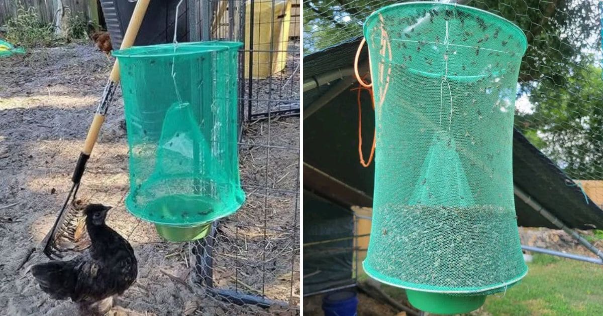 DIY Chemical-Free And Budget-Friendly Chicken Coop Fly Trap