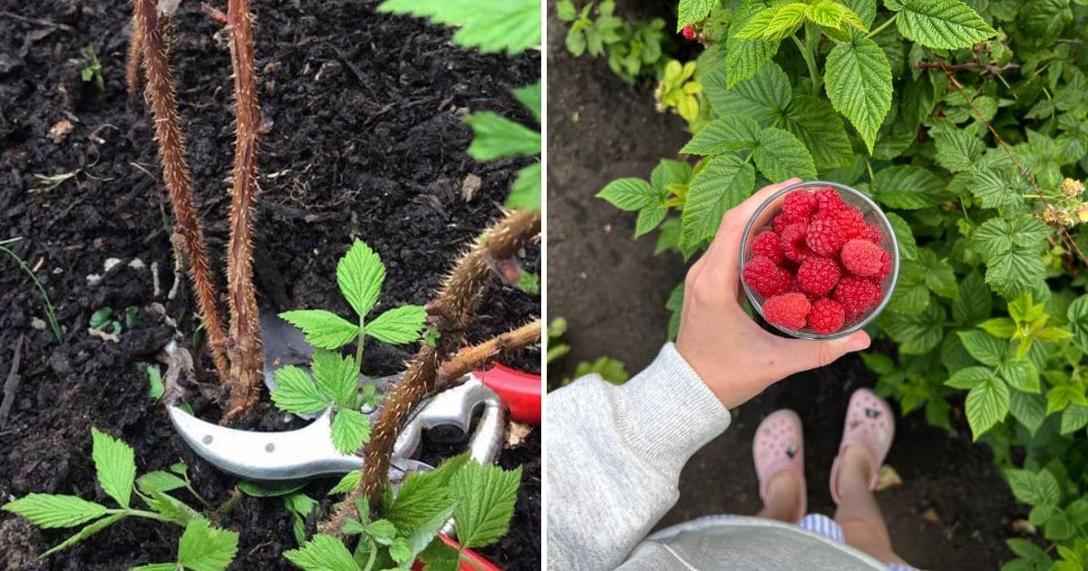 How to Prune Raspberries for Bigger, Healthier Harvests