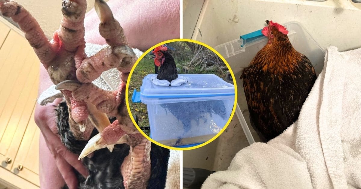 DIY Chicken Soaking Box for Bumblefoot Treatment