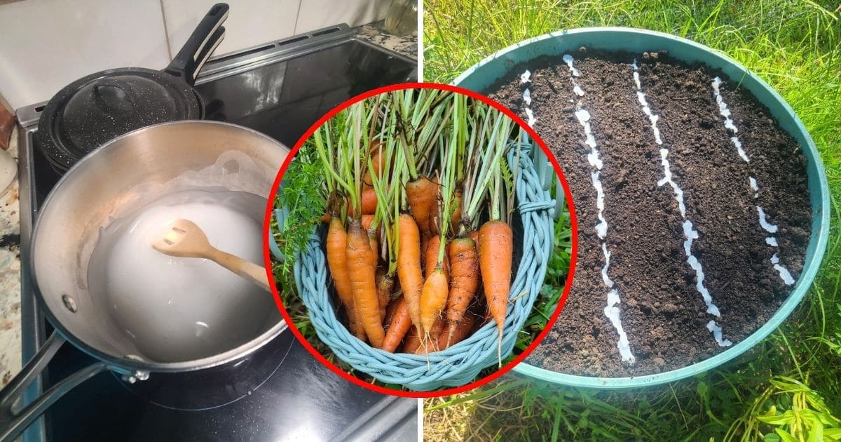 Planting Carrot Seeds Easily With This Cornstarch Trick