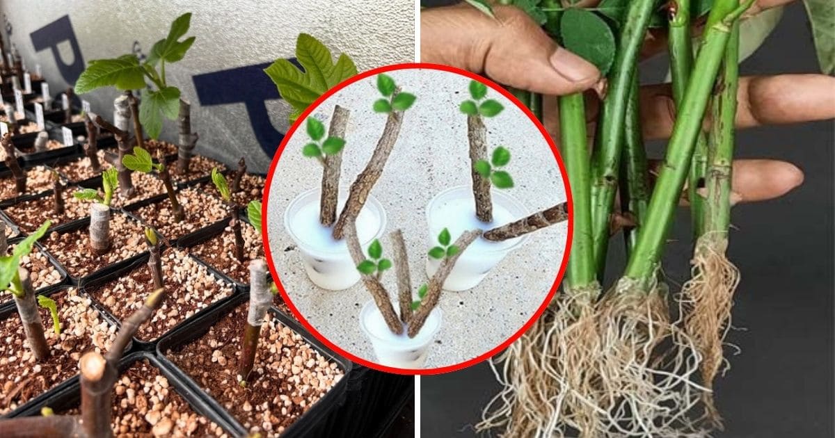 Simple Rooting Tonic From Sweet Potato and Rice