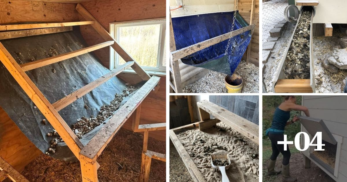 8 Genius Roosting Bar Poop Chute Ideas to Keep Your Coop Clean