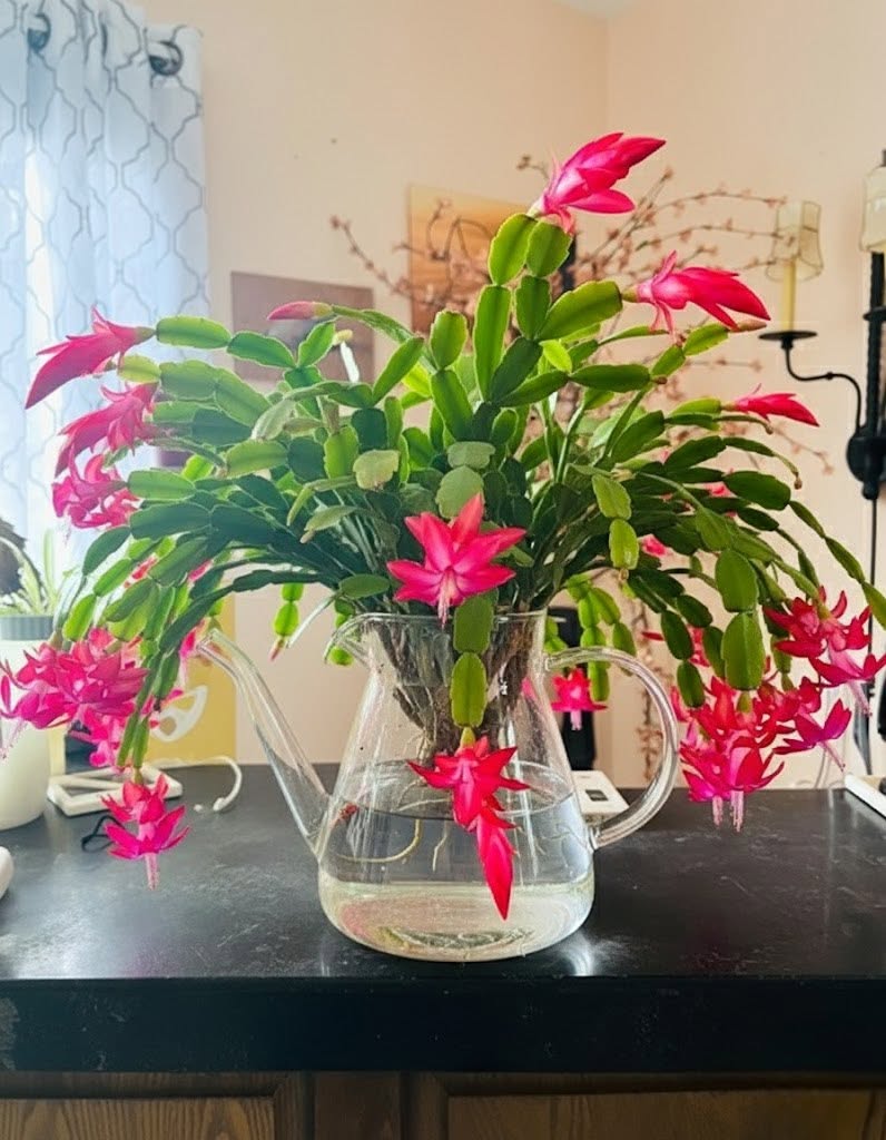 How to Grow Christmas Cactus in Water (Step-by-Step Guide)